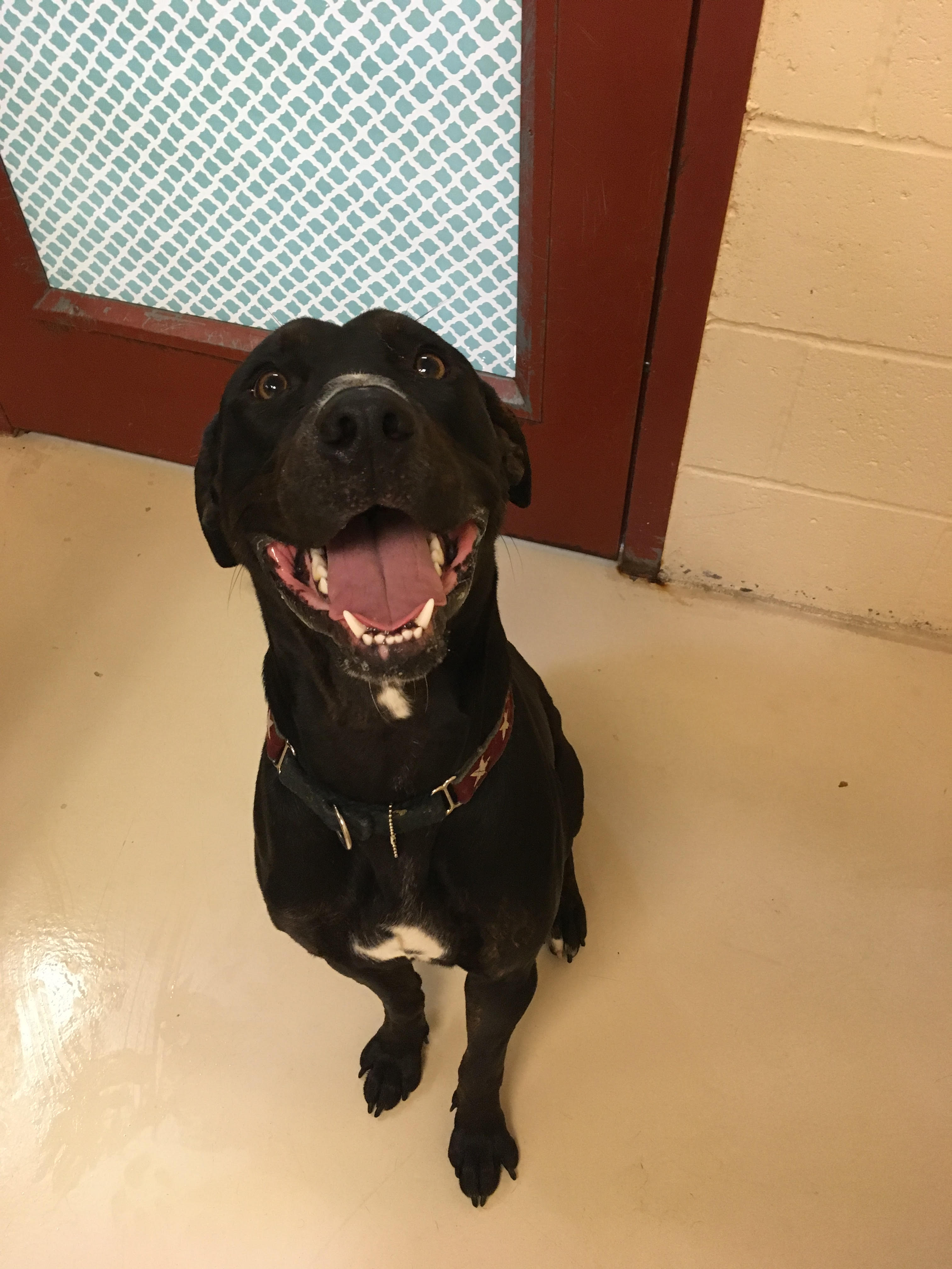 Duke - Beaver County Radio