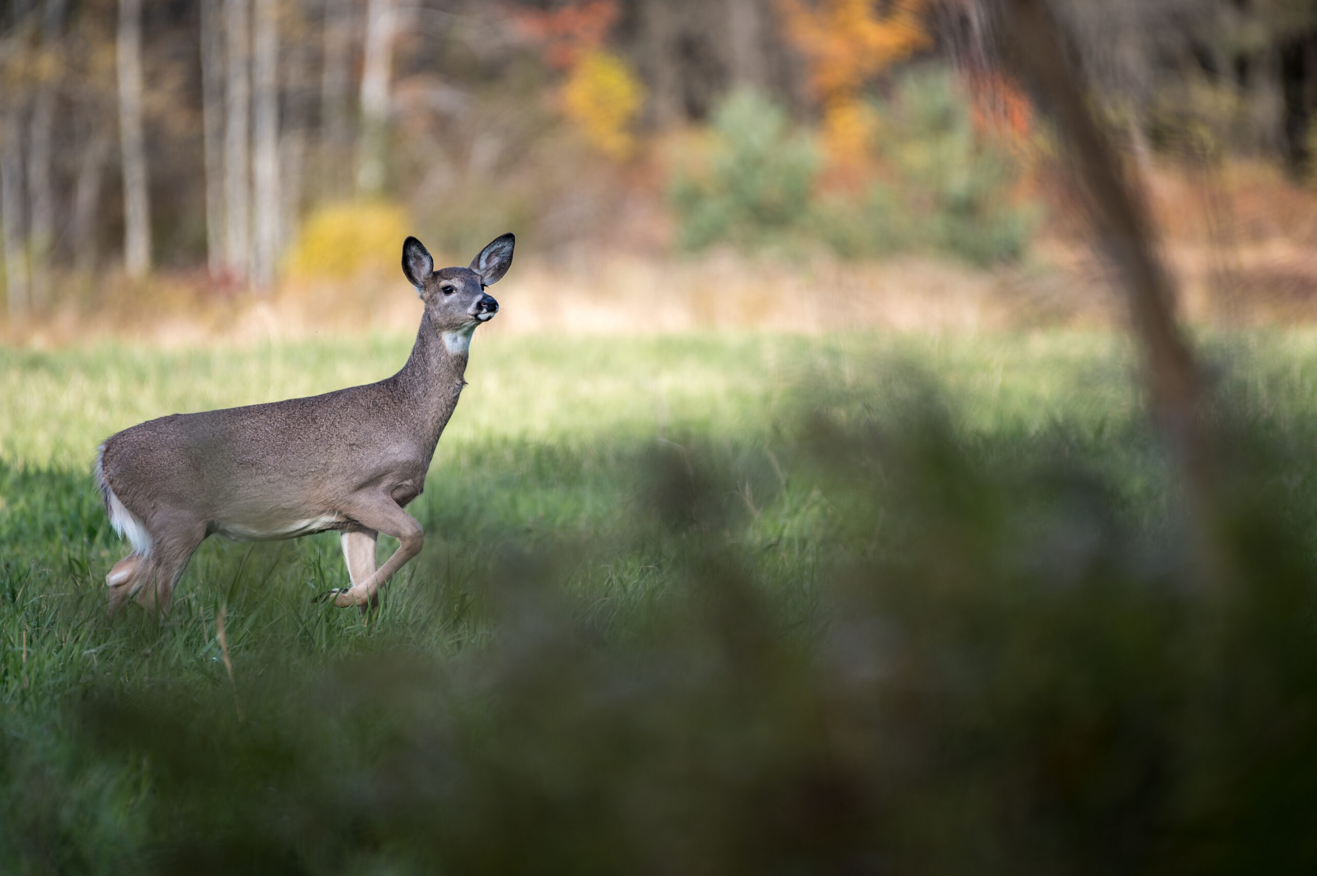 The 2024-2025 deer season returns for hunters here in Pennsylvania ...