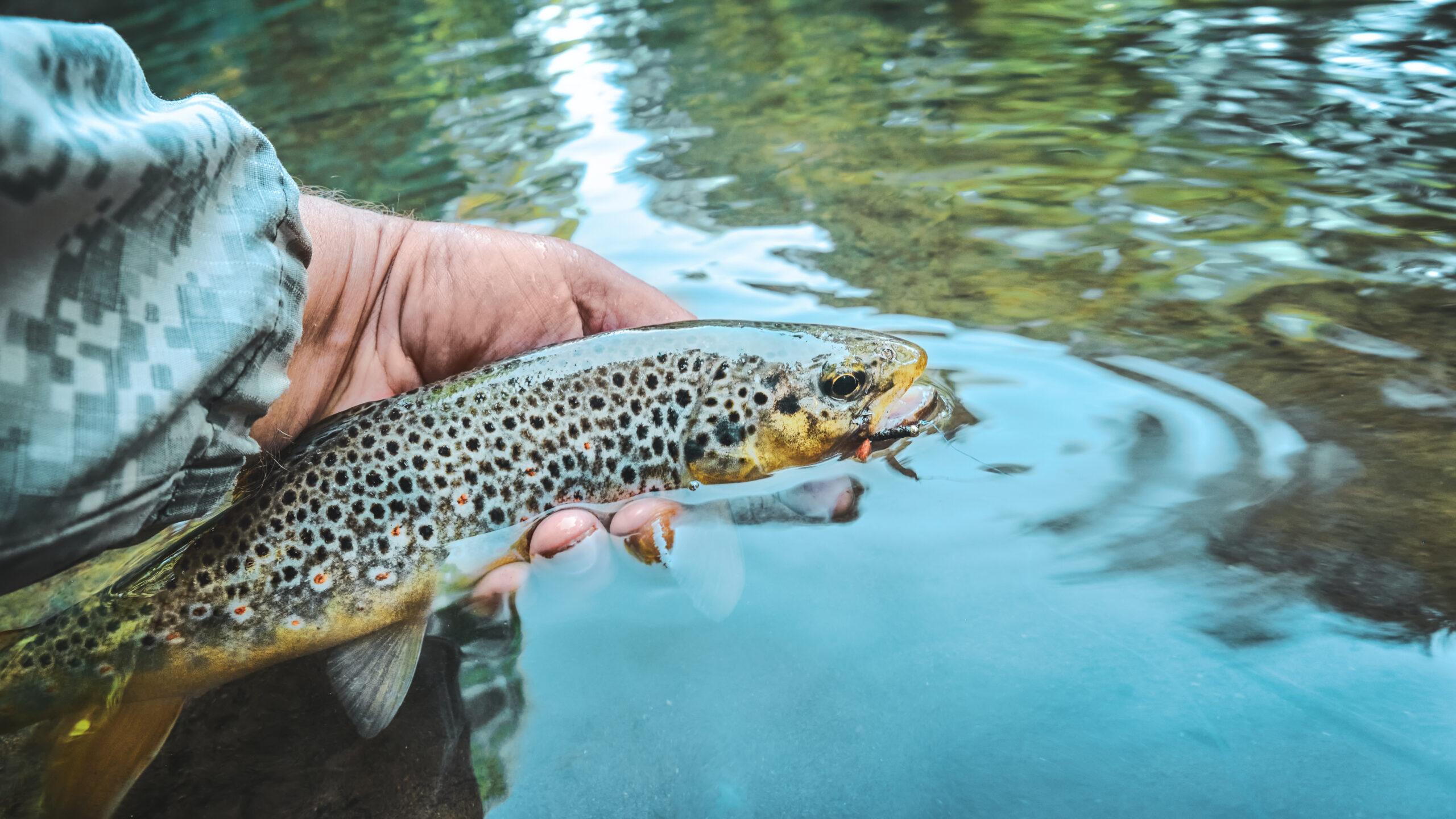 A push to update PA stream designations for wild trout protection ...